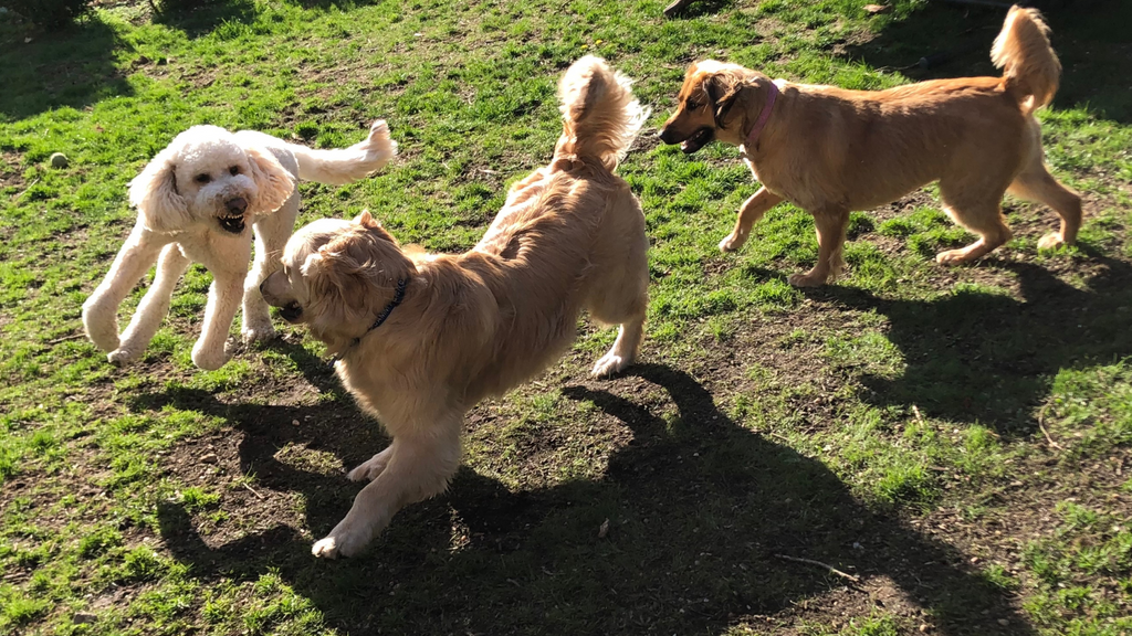 Tips for Socializing Your Pet: Building Confidence and Friendliness